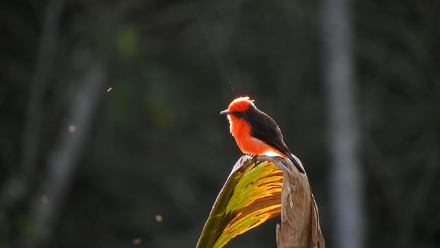 Naturaleza Pajaro Ave - Free video on Pixabay - Pixabay
