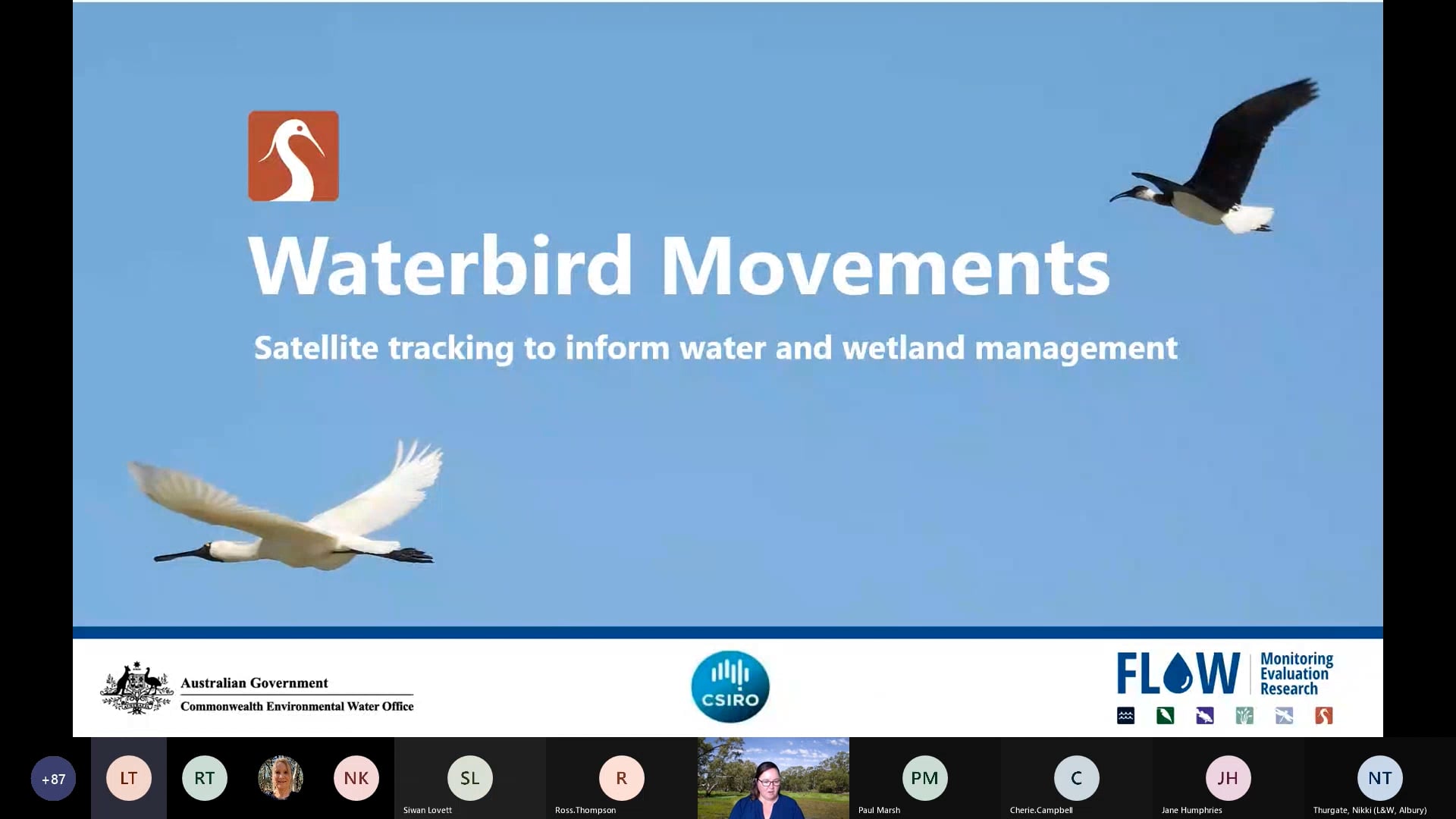 Satellite tracking ibis and spoonbill movements to inform wetland and ...