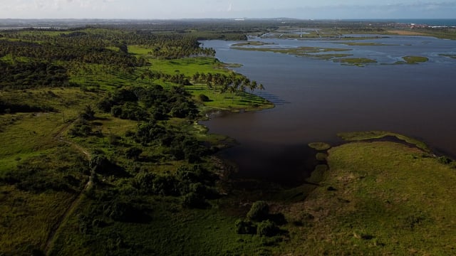 Swamp Pond Palm Trees - Free video on Pixabay
