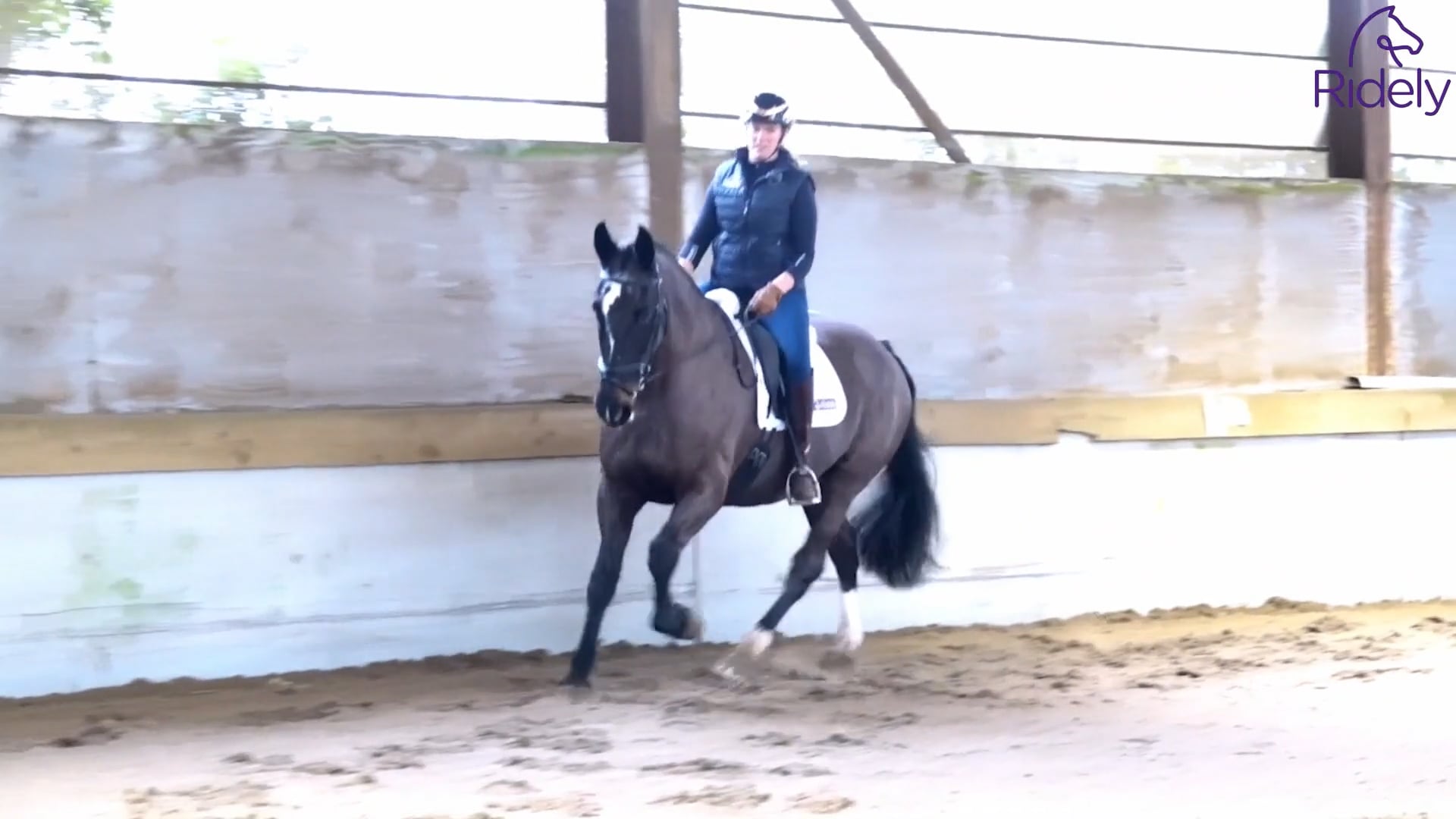 Communicating Canter Transitions | Ridely