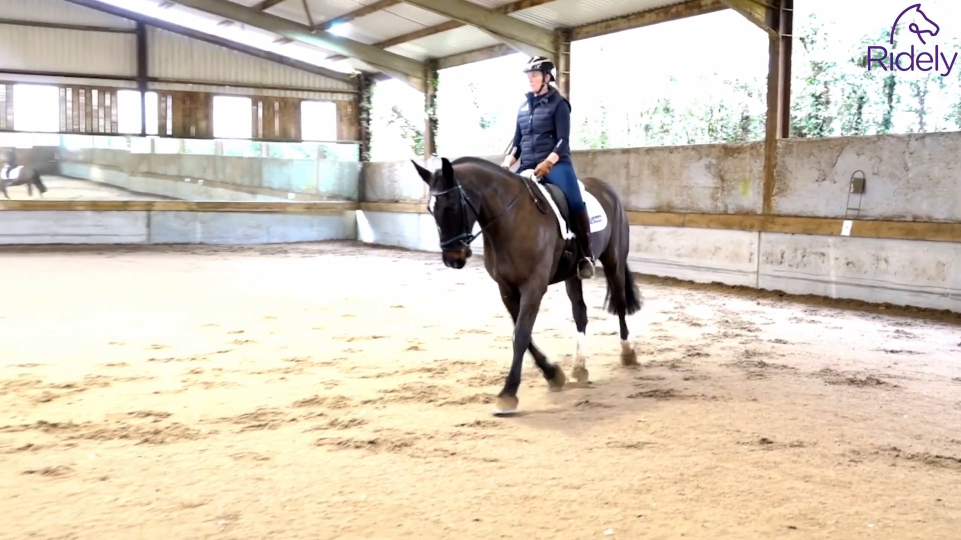 Testing your Canter Transitions | Ridely