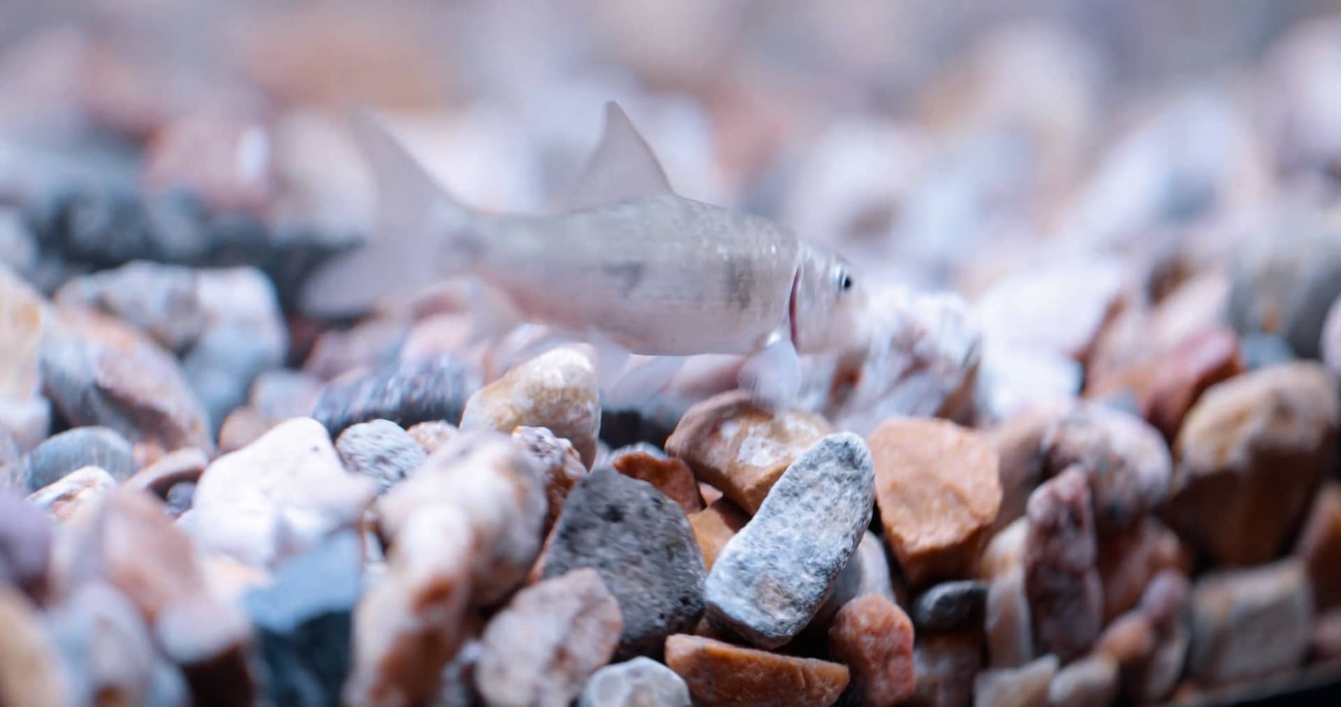 June Sucker - Ben Woodruff on Vimeo