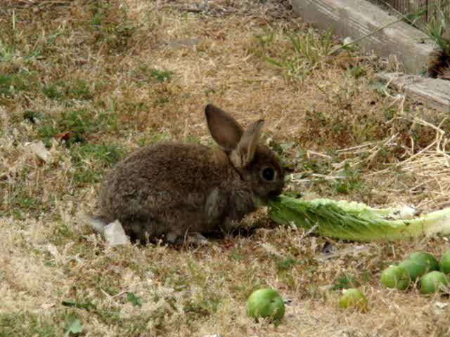 Funny Rabbits on Vimeo