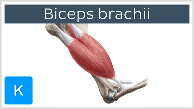 Biceps Brachii Origin And Insertion