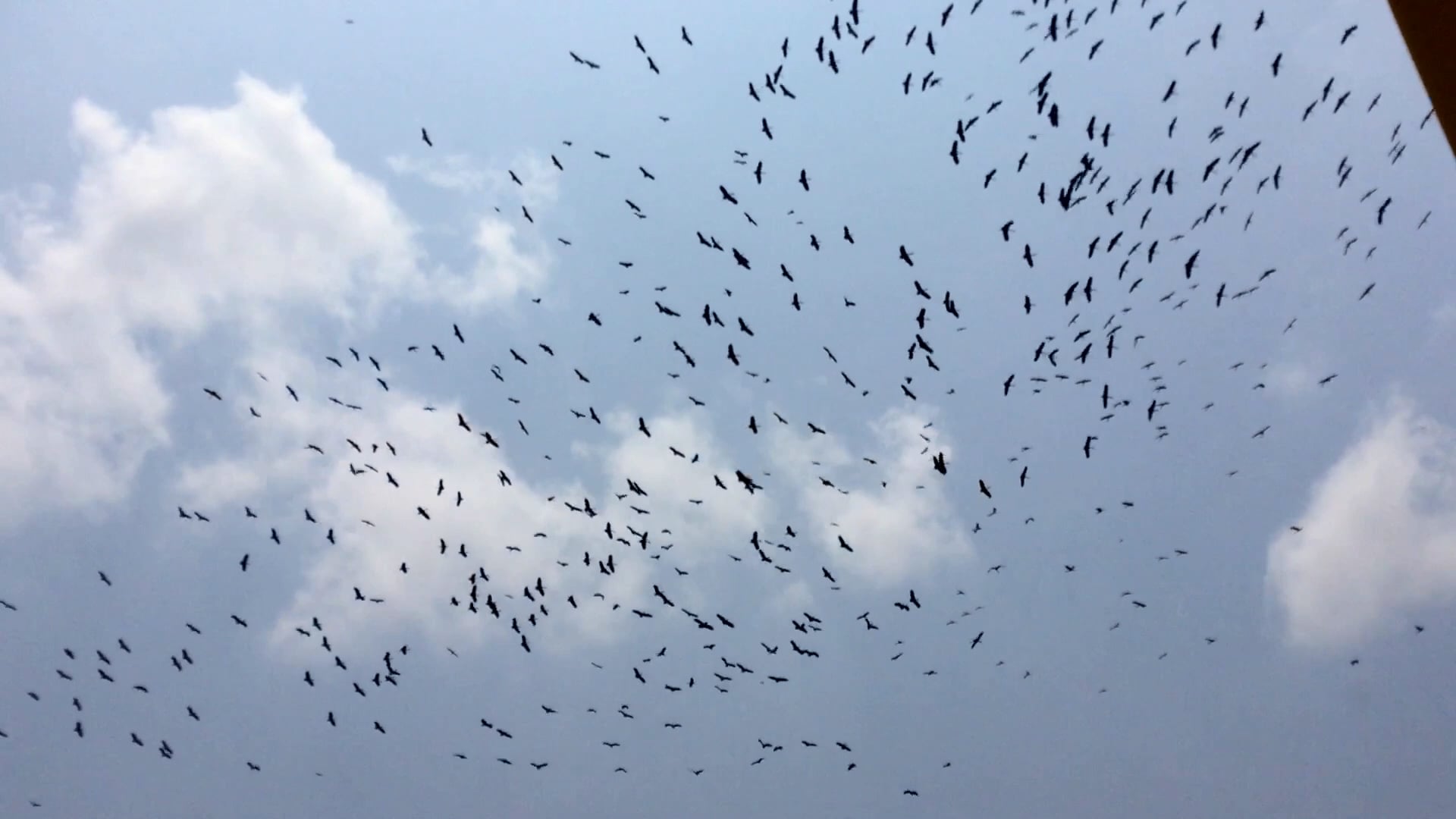 Asian Open Billed Storks Khmer New Year 2022 on Vimeo