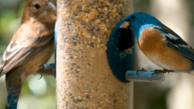 Alam Burung Yang Indah Makan - Free video on Pixabay
