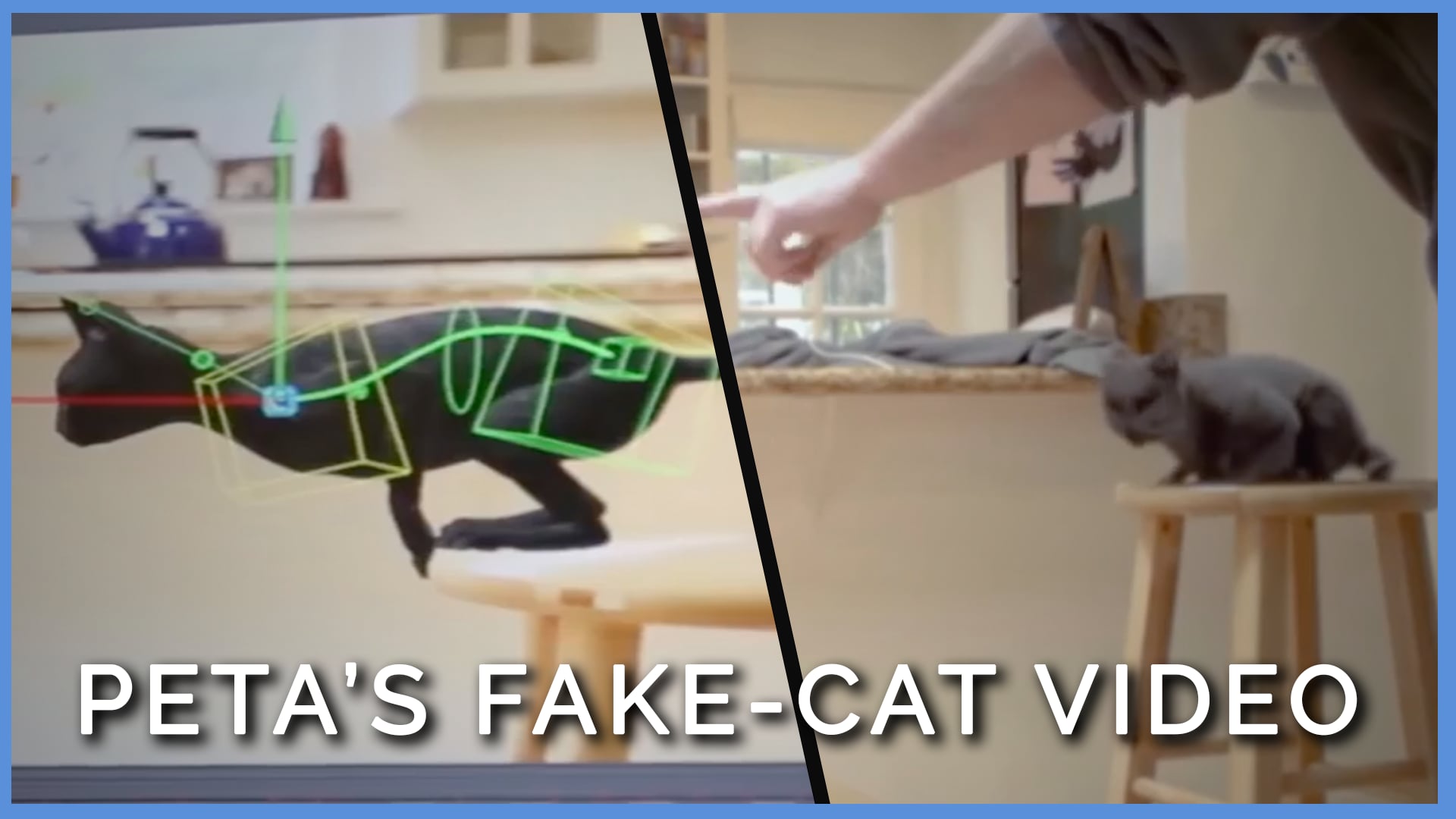 Why Did PETA Make a Fake-Cat Video? on Vimeo