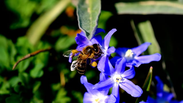 Bee Pollination Videos: Download 159+ Free 4K & HD Stock Footage Clips ...