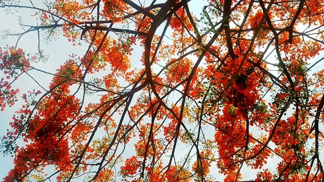 Red, Tree, Nature. Free Stock Video - Pixabay