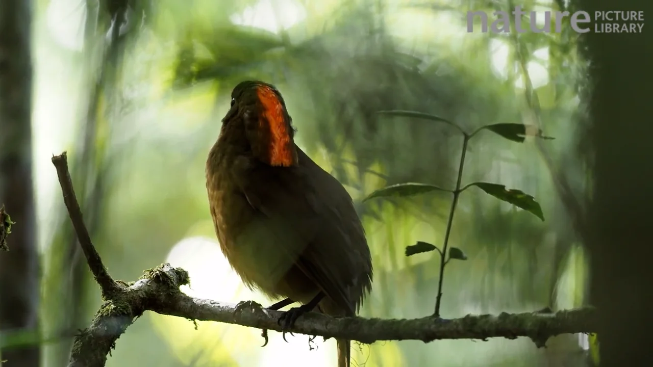 Macgregor's Bowerbird - Papua New Guinea