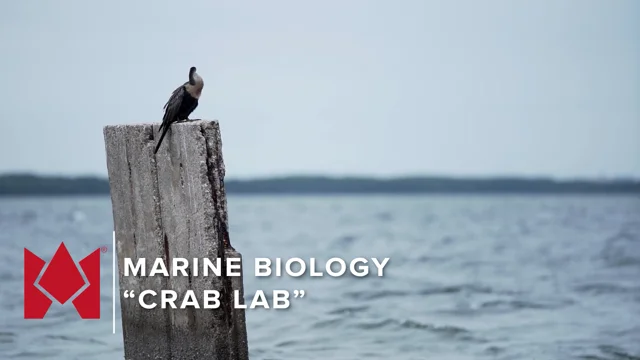 Marine Biology Lab Activities