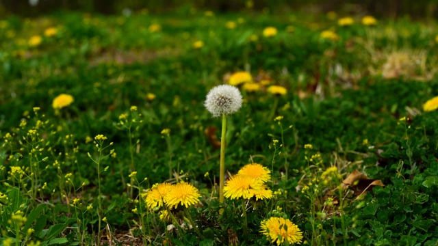 Dandelion, Wildflower, Wild Flower. Free Stock Video - Pixabay