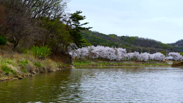 Spring Landscape Cherry Blossom - Free video on Pixabay