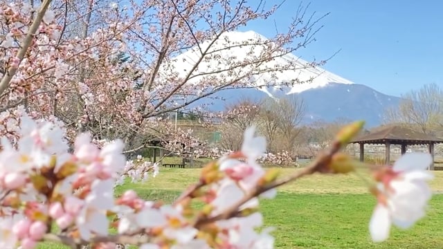 Mount Fuji Japan Flowers - Free video on Pixabay