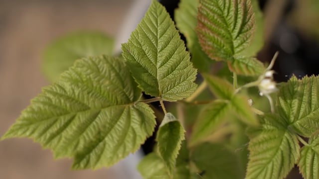 Closeup, Raspberry, Flowers. Free Stock Video - Pixabay