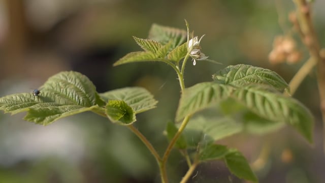 Raspberry, Leaves, Wind. Free Stock Video - Pixabay