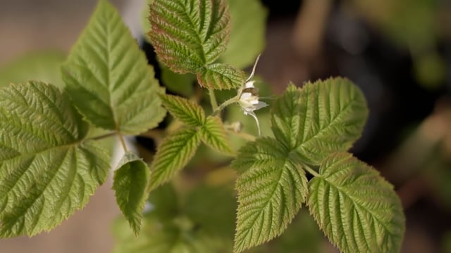 Raspberry, Leaves, Garden. Free Stock Video - Pixabay