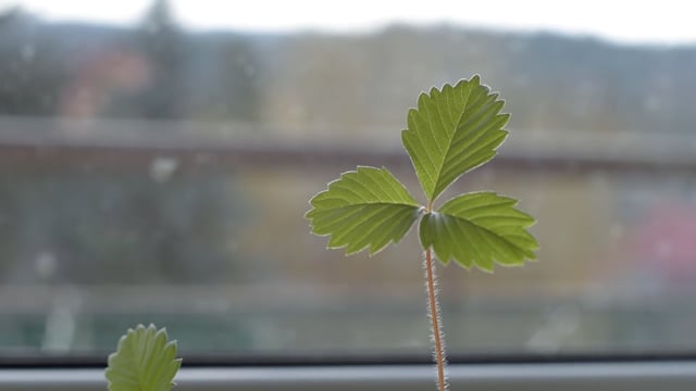 Wild Strawberry Strawberry Seedling Free Stock Video - Pixabay
