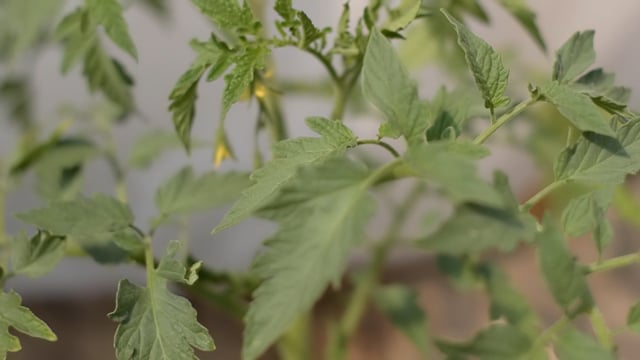Greenhouse Leaves Garden - Free video on Pixabay