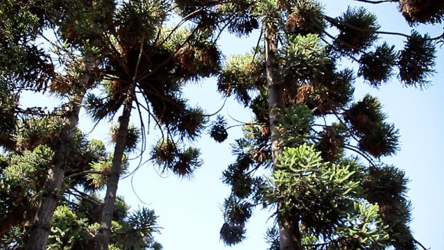 Arboles Pinos Chile Free Stock Video - Pixabay