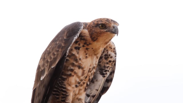 Falke Vogel Adler - Free video on Pixabay