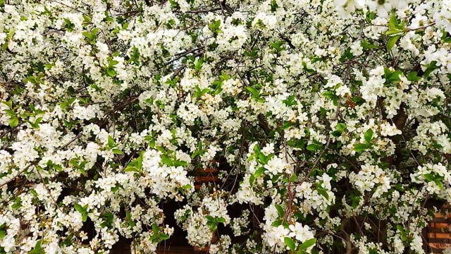 Flores Árvore Primavera - Free video on Pixabay - Pixabay