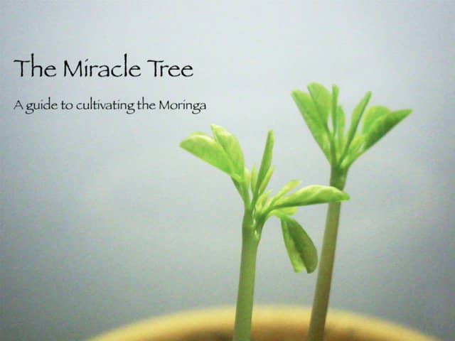 The Miracle Tree - A Guide to Cultivating the Moringa on Vimeo