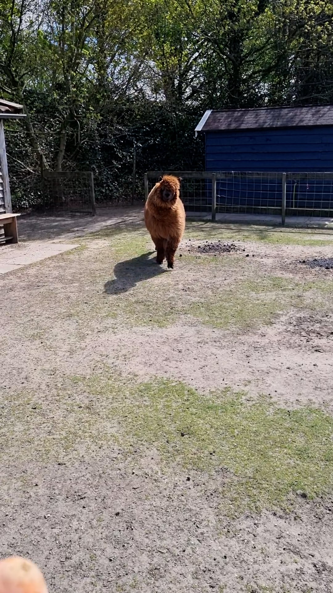 Hungry alpaca on Vimeo
