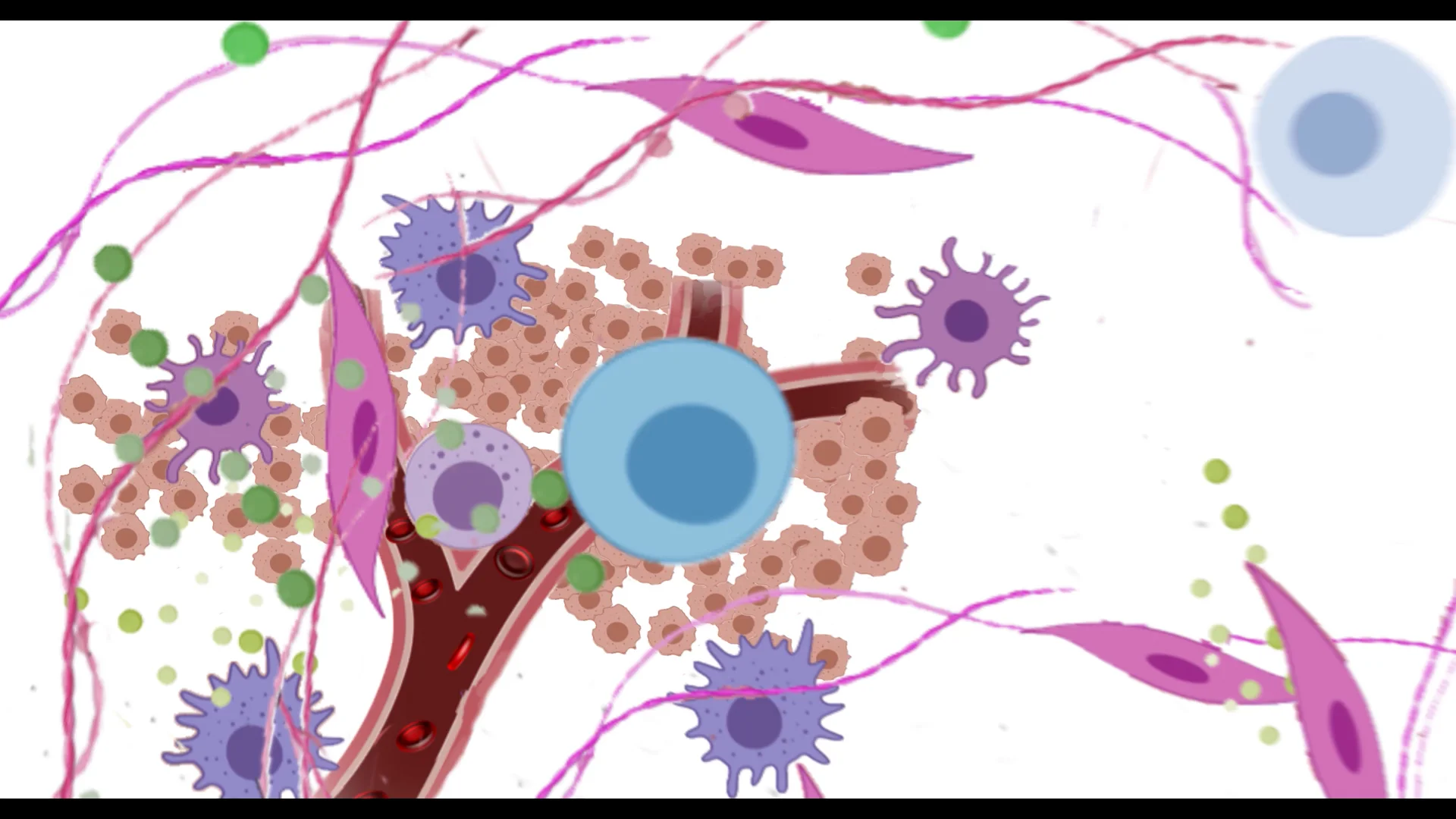 Tumor Microenvironment Animation on Vimeo