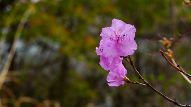 Azalea Wind Wildflower Wild - Free video on Pixabay