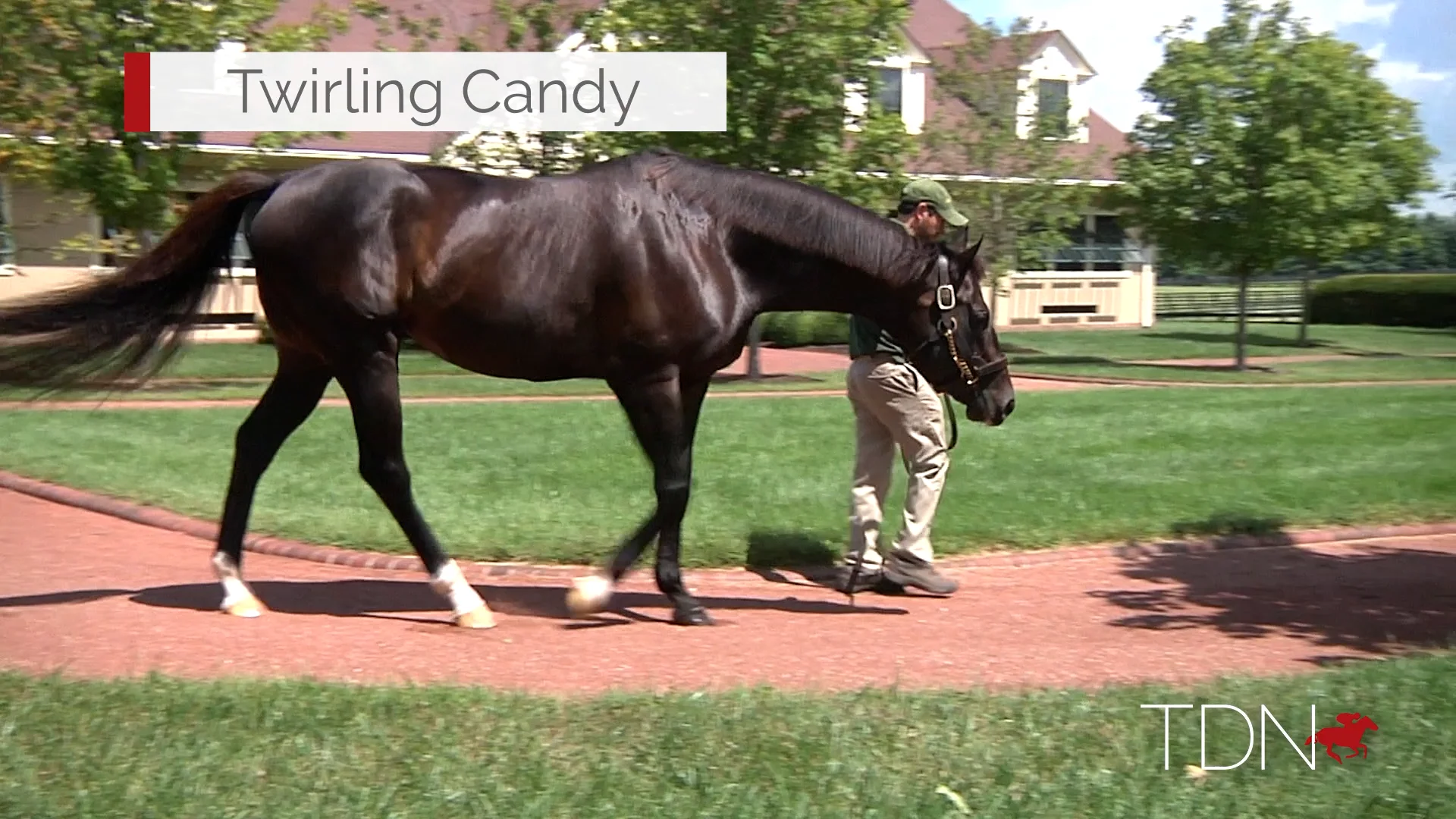 TDN Stallions: Twirling Candy