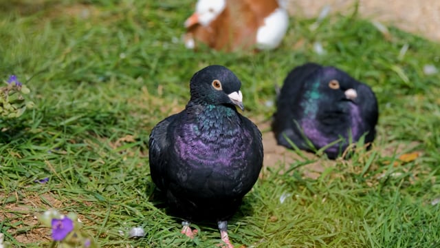 Dove, Bird, Plumage. Free Stock Video - Pixabay