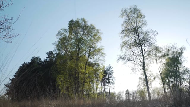 Netherlands, Drenthe, Nature. Free Stock Video - Pixabay