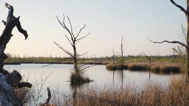 Netherlands, Drenthe, Nature. Free Stock Video - Pixabay