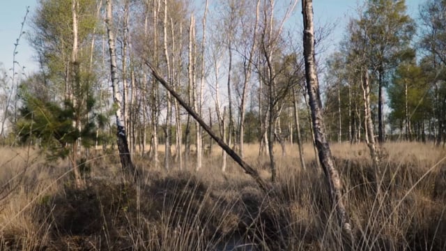 Netherlands Drenthe Nature - Free video on Pixabay - Pixabay