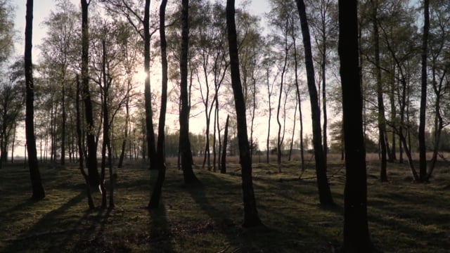 Netherlands, Drenthe, Nature. Free Stock Video - Pixabay