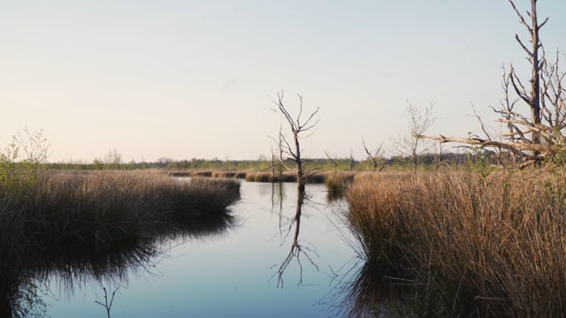 Netherlands, Drenthe, Nature. Free Stock Video - Pixabay