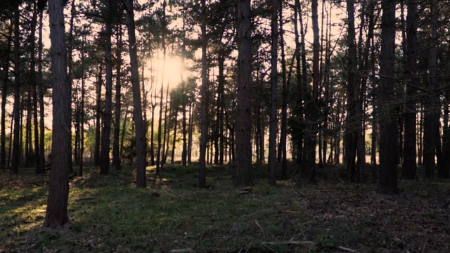 Netherlands, Drenthe, Nature. Free Stock Video - Pixabay