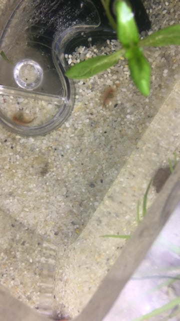 Triops, Primeval Cancer, Gill Pod. Free Stock Video - Pixabay
