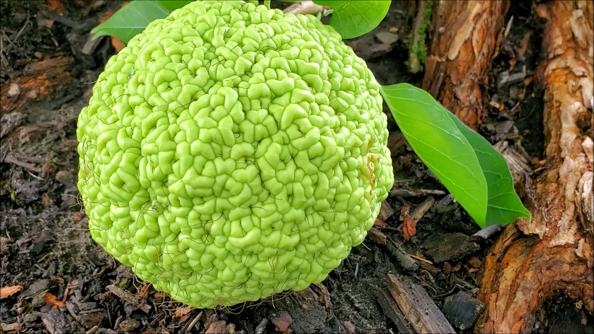 Monkey Ball Trees on Vimeo