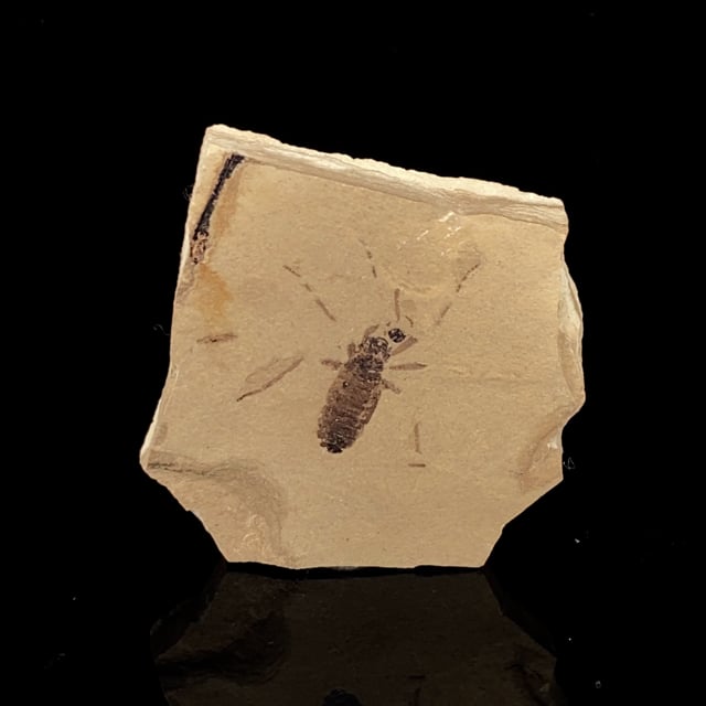 Flying Insect Fossil | Florissant Formation, Teller County, Colorado, USA