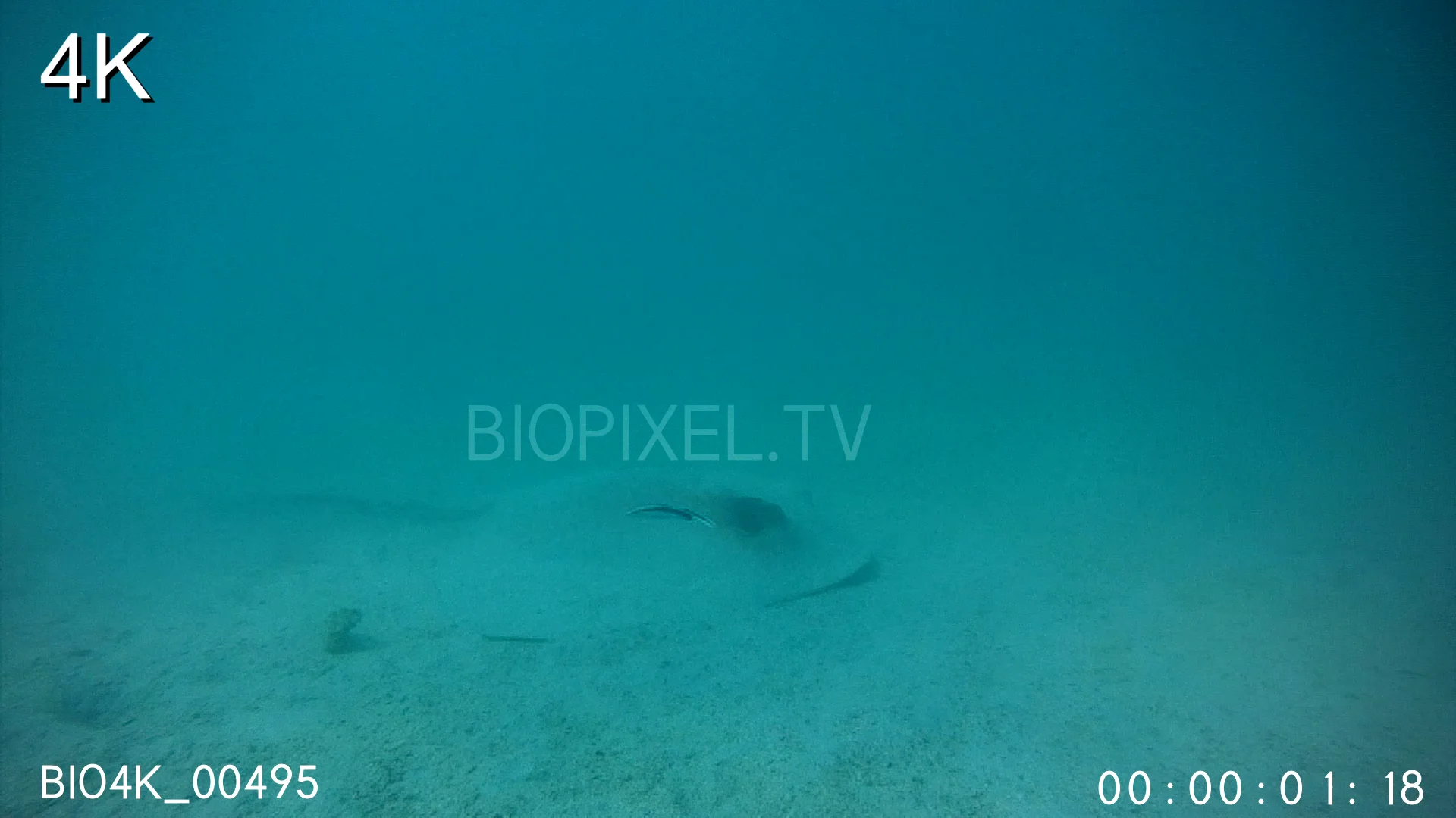 Shark Feeding - Great hammerhead shark feeding on stingray 4K.mp4 on Vimeo