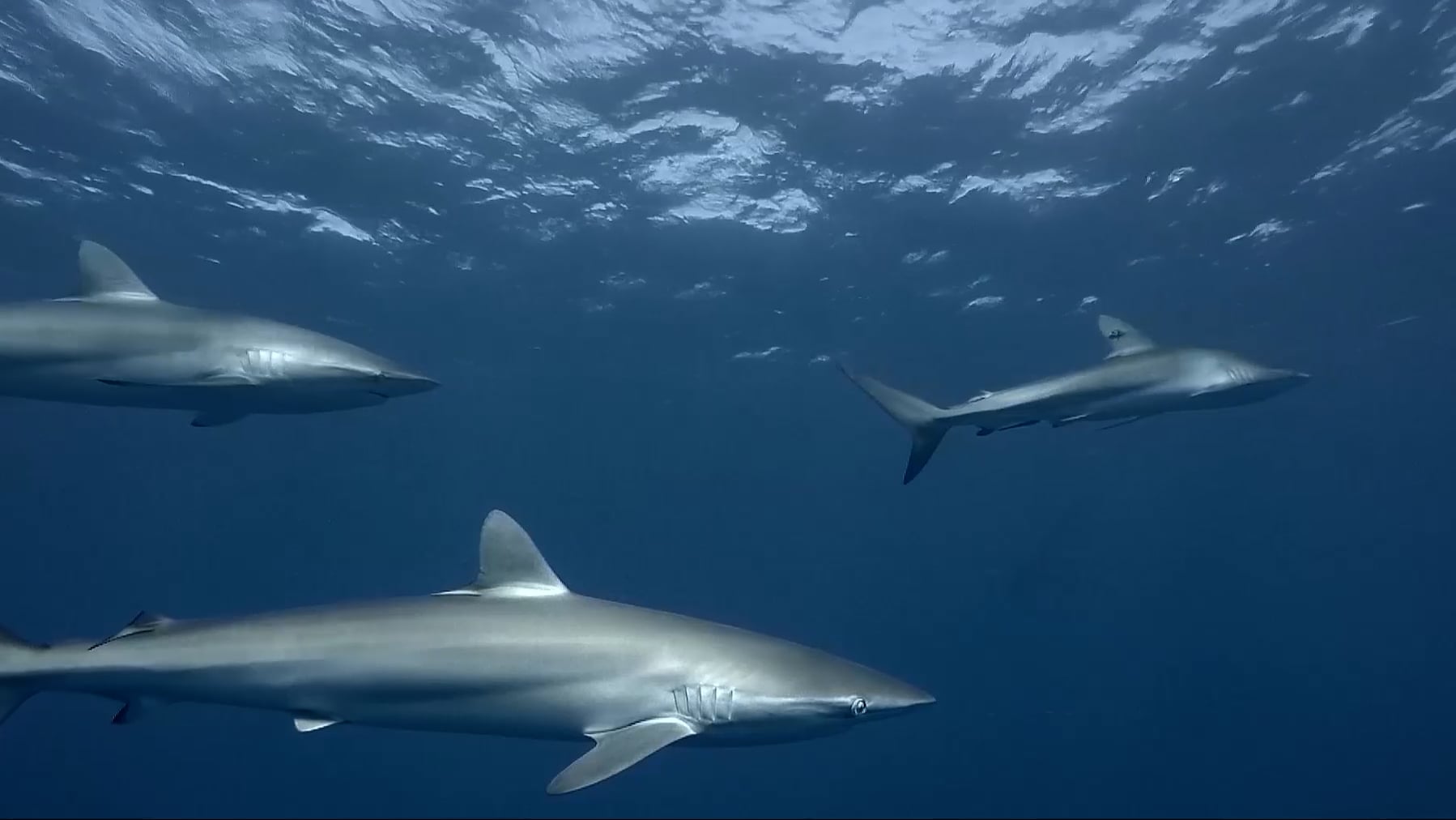 SHARKS_v1_current.mp4