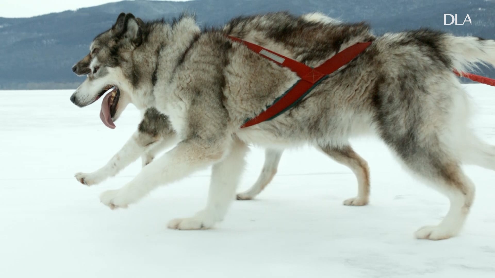 ST Sled Dogs on Vimeo