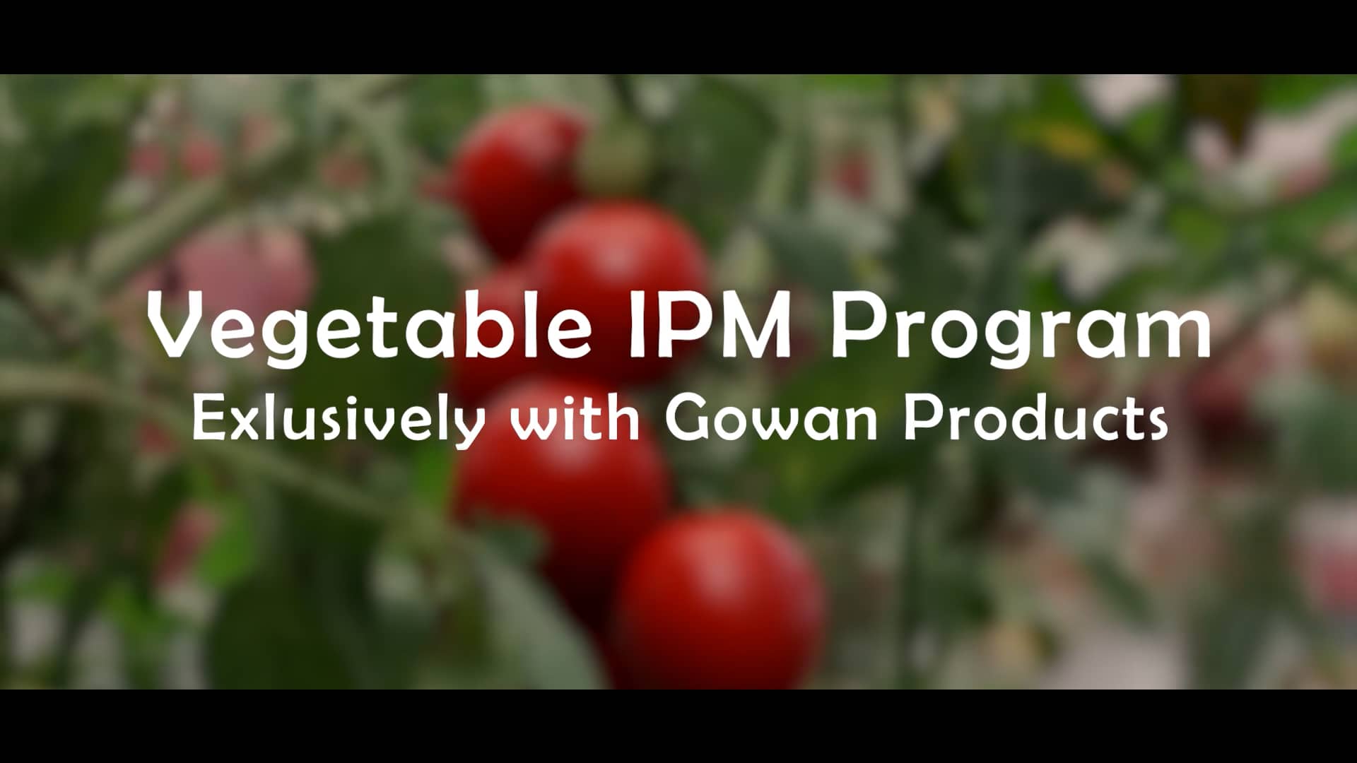 Vegetable IPM Program Exclusively with Gowan Products Testimonial on Vimeo