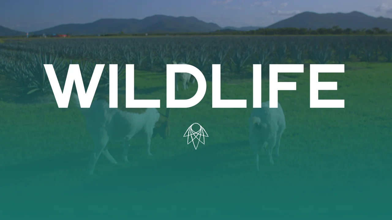 Wildlife.mp4 on Vimeo