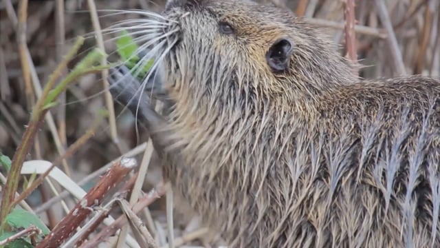 Nutria Sauvage Castor - Free video on Pixabay - Pixabay