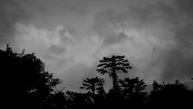 Ultimate Nature Video Collection: Download 4K, 1080p & Copyright-Free ...