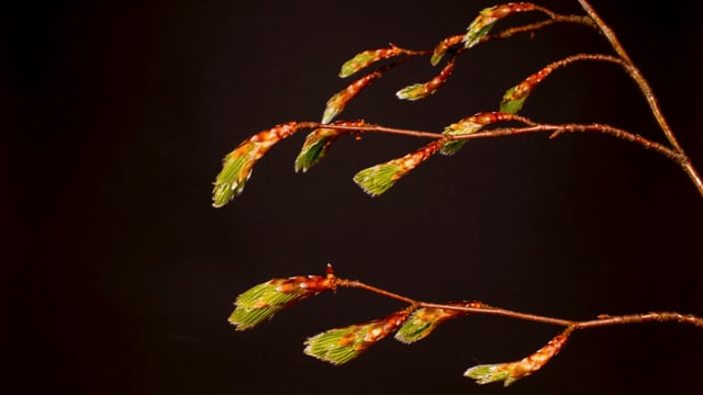 Beech Leaves Leaf Formation Spring - Free video on Pixabay