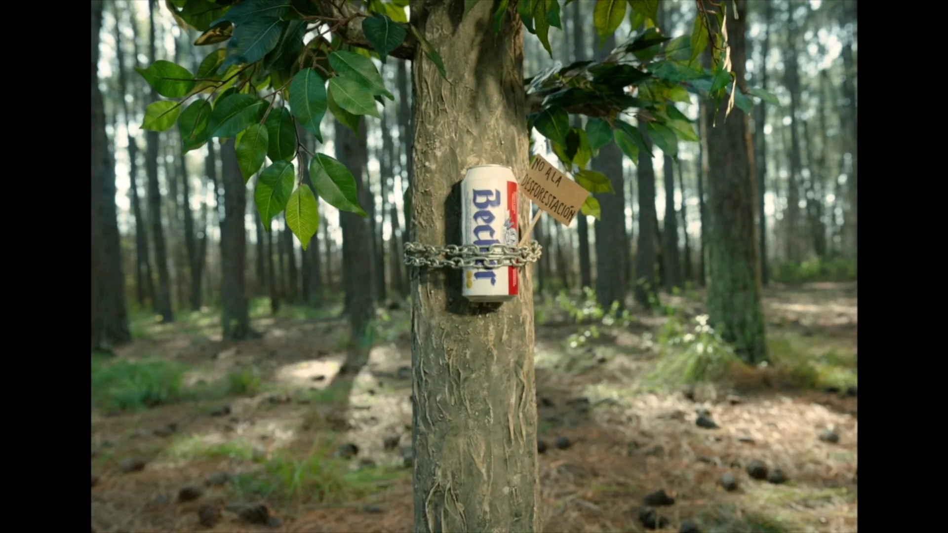 Forest on Vimeo